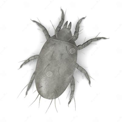 Mite Bug - Microscopic View Stock Illustration - Illustration of mite ...