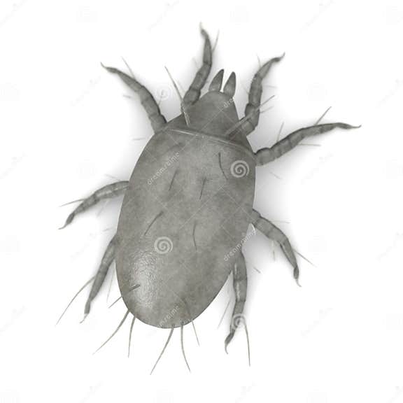 Mite Bug - Microscopic View Stock Illustration - Illustration of mite ...