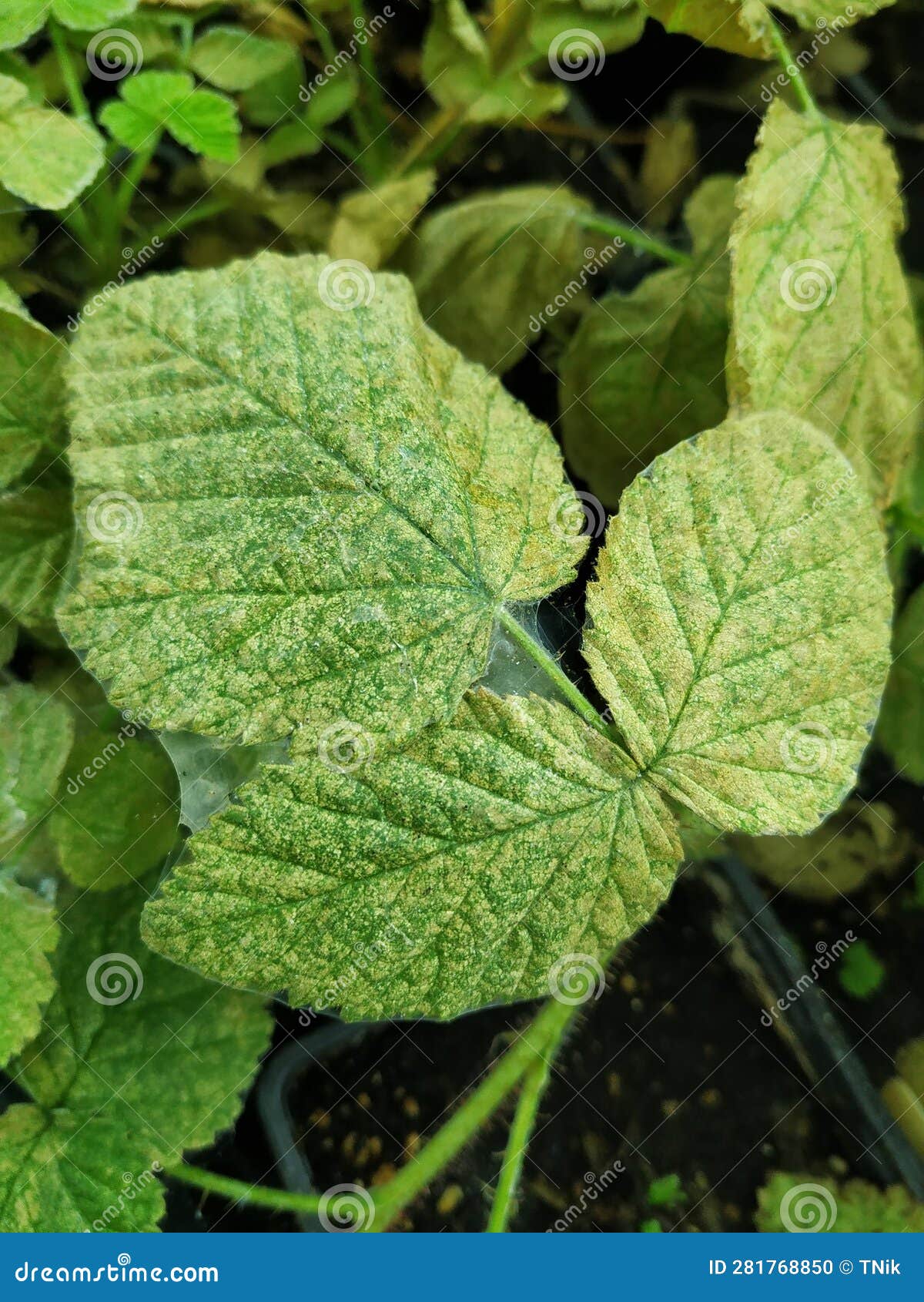 Mite Damaged Raspberry Plant, Leaf Raspberry Stock Photo - Image of ...