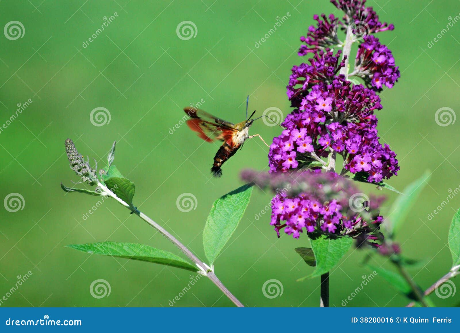 Mite De Colibri Alimentant Sur Le Buisson De Papillon Photo stock ...