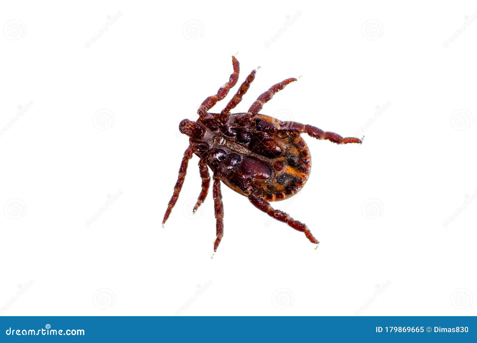 4,149 Mite Insect Stock Photos - Free & Royalty-Free Stock Photos from ...