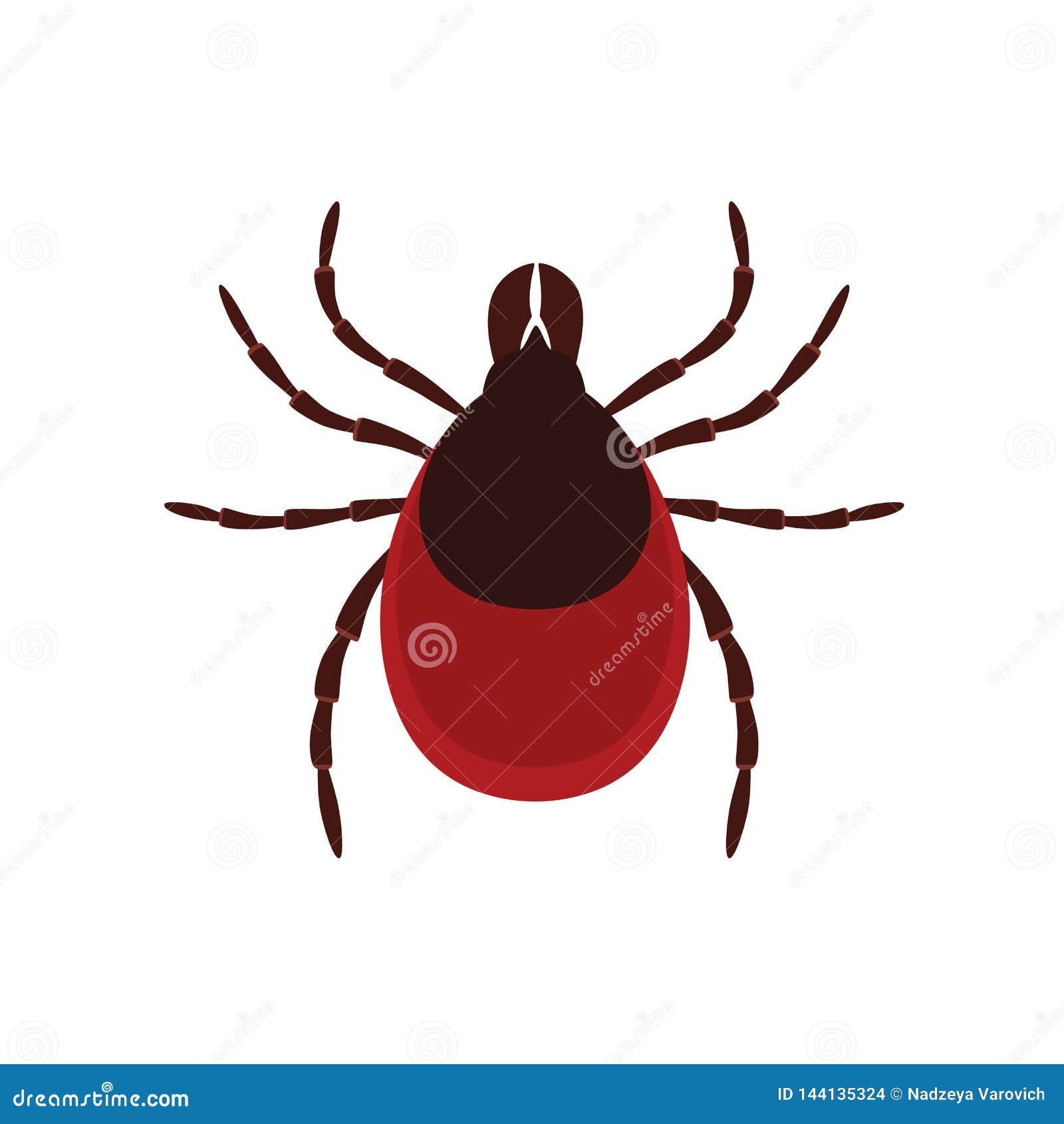 Tick Parasite. Sketch Of Tick. Mite. Tick Cartoon Vector ...