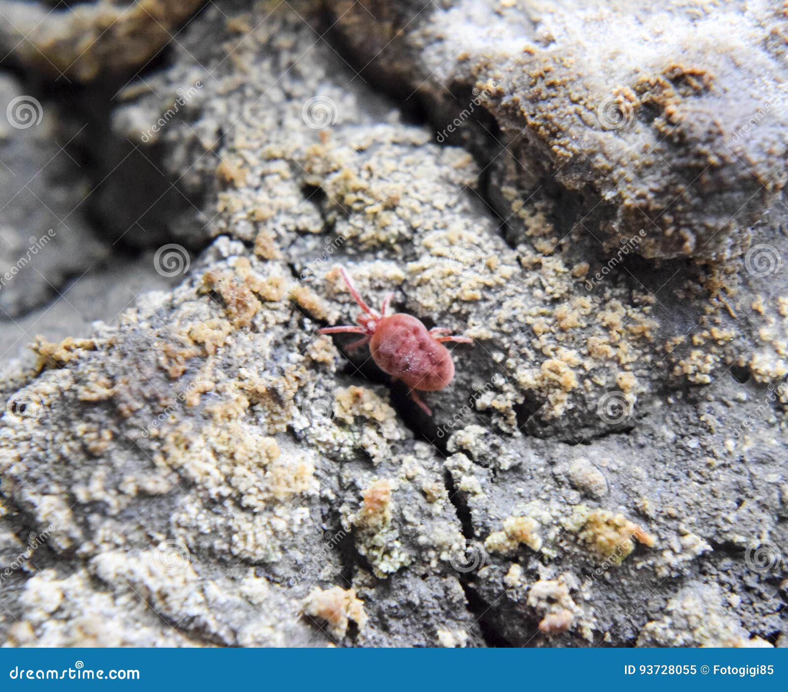Mite. a Red Velvet Mite Creeps Along the Soil. Stock Image - Image of ...