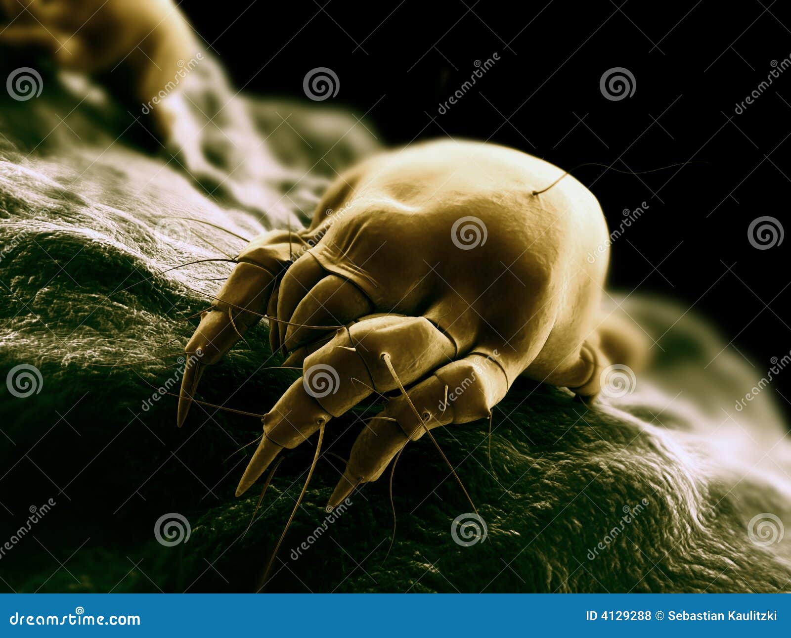 Mite scene stock illustration. Illustration of hygiene - 4129288