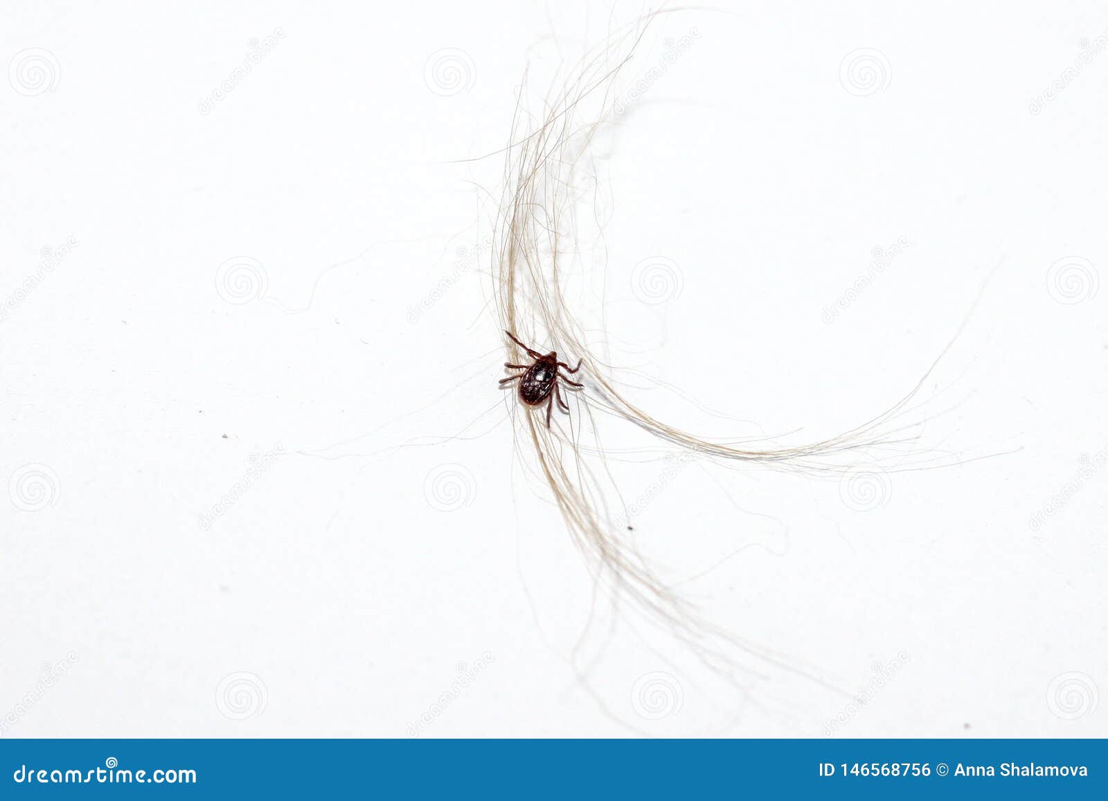 Mite In Spring On A White Background Stock Photo - Image of acarus ...