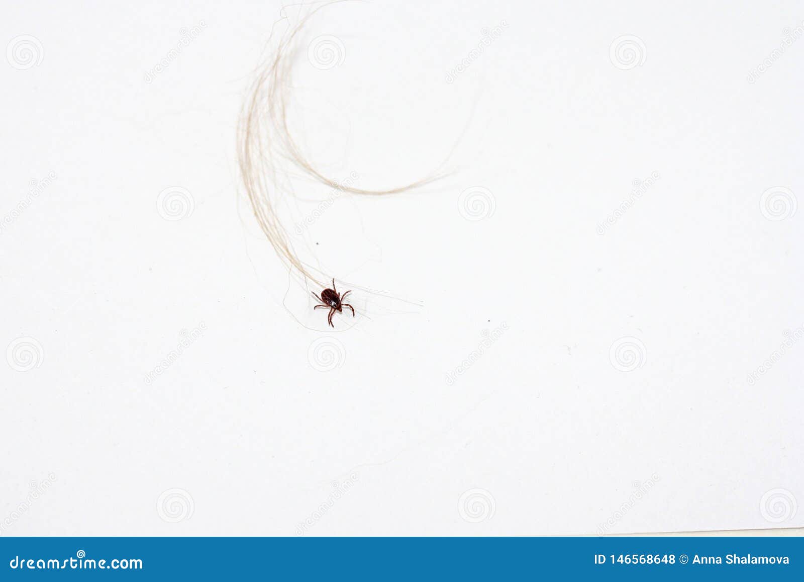 Mite In Spring On A White Background Stock Photo - Image of microscopy ...