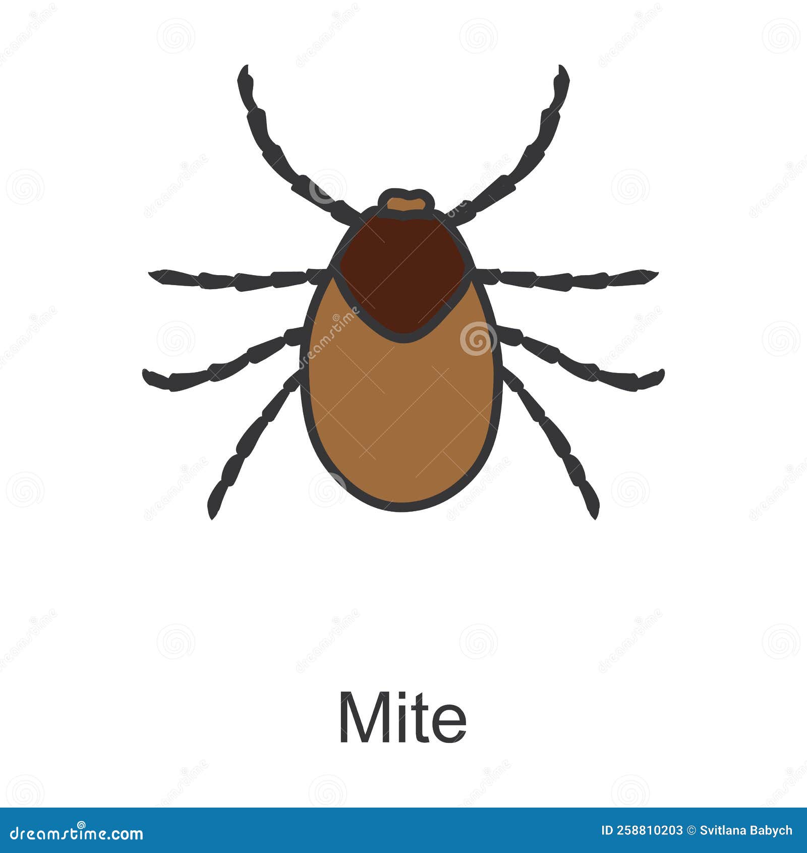 Mite Vector Icon.Color Vector Icon Isolated on White Background Mite ...