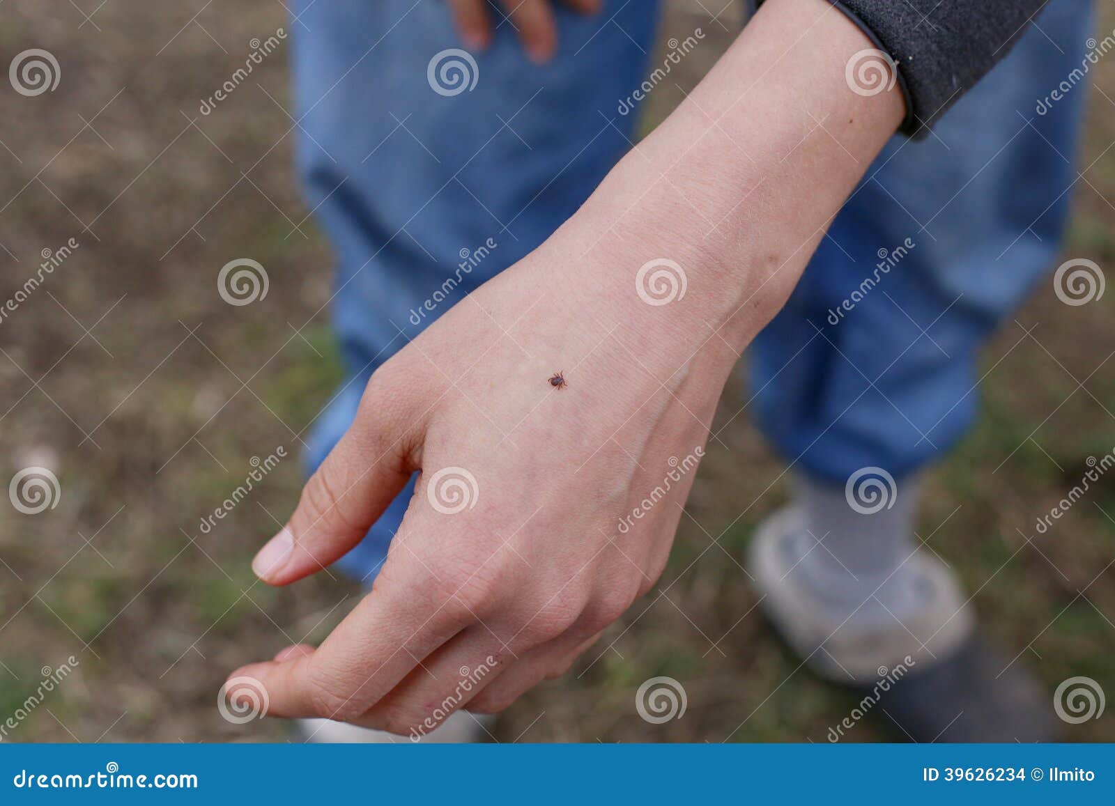 Mite stock photo. Image of mite, bloodsucking, virus - 39626234