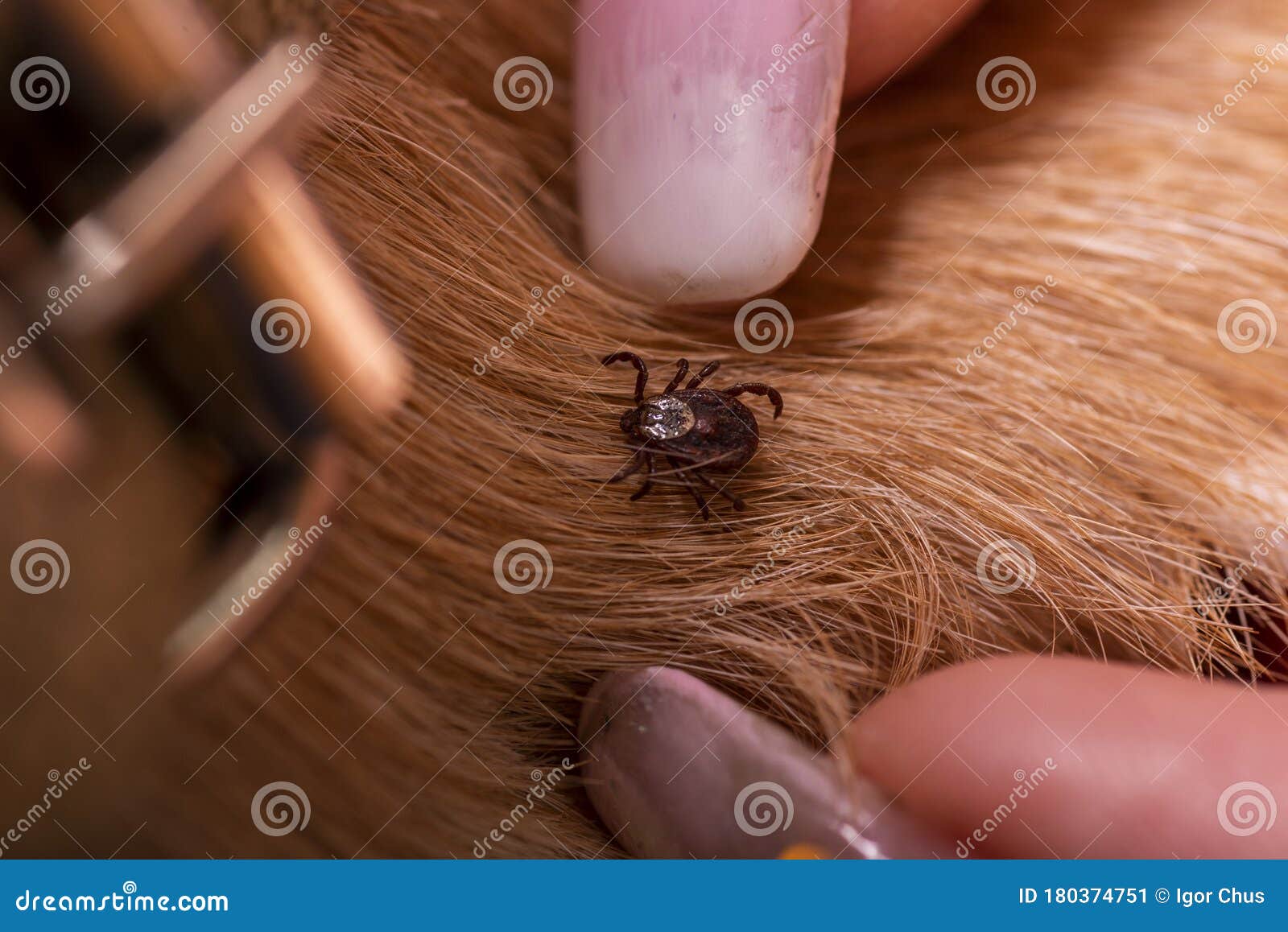 Mite on a Wool Dog. Spaniel Stock Image - Image of illness, medical ...