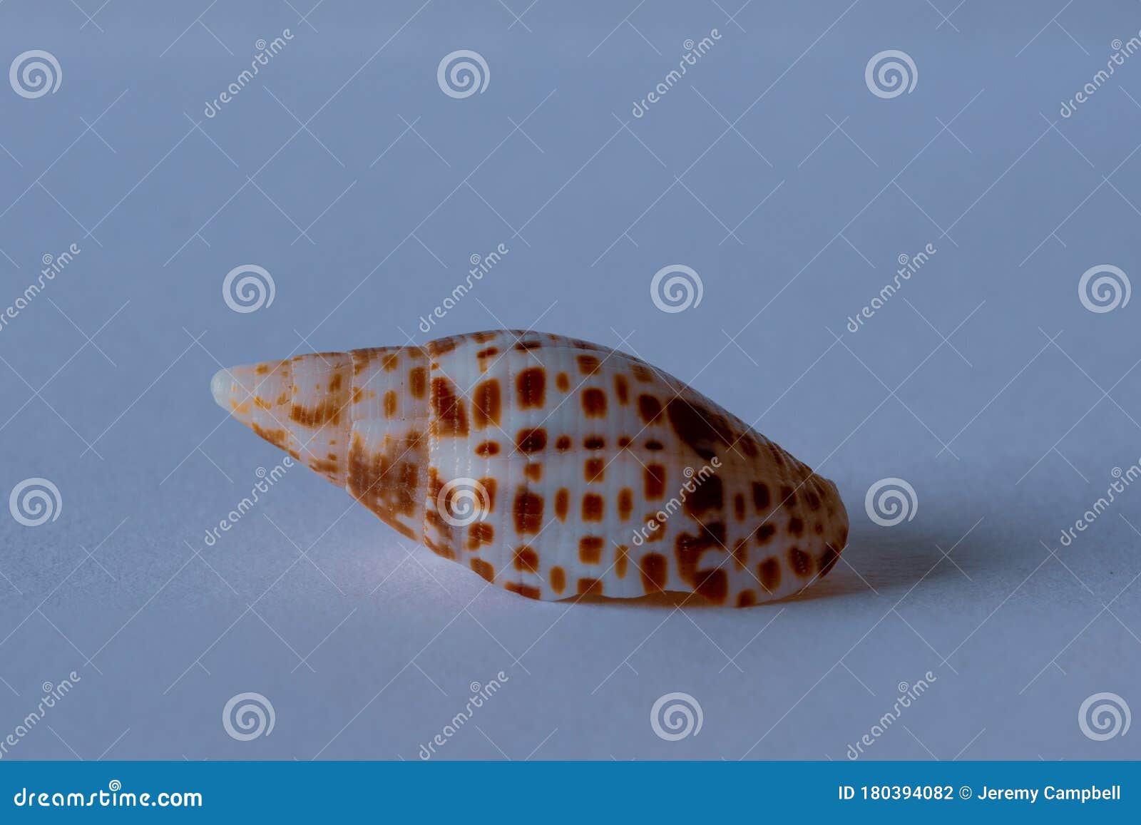 Miter Shell. Cardinal Miter Stock Photo - Image of slit, hermit: 180394082