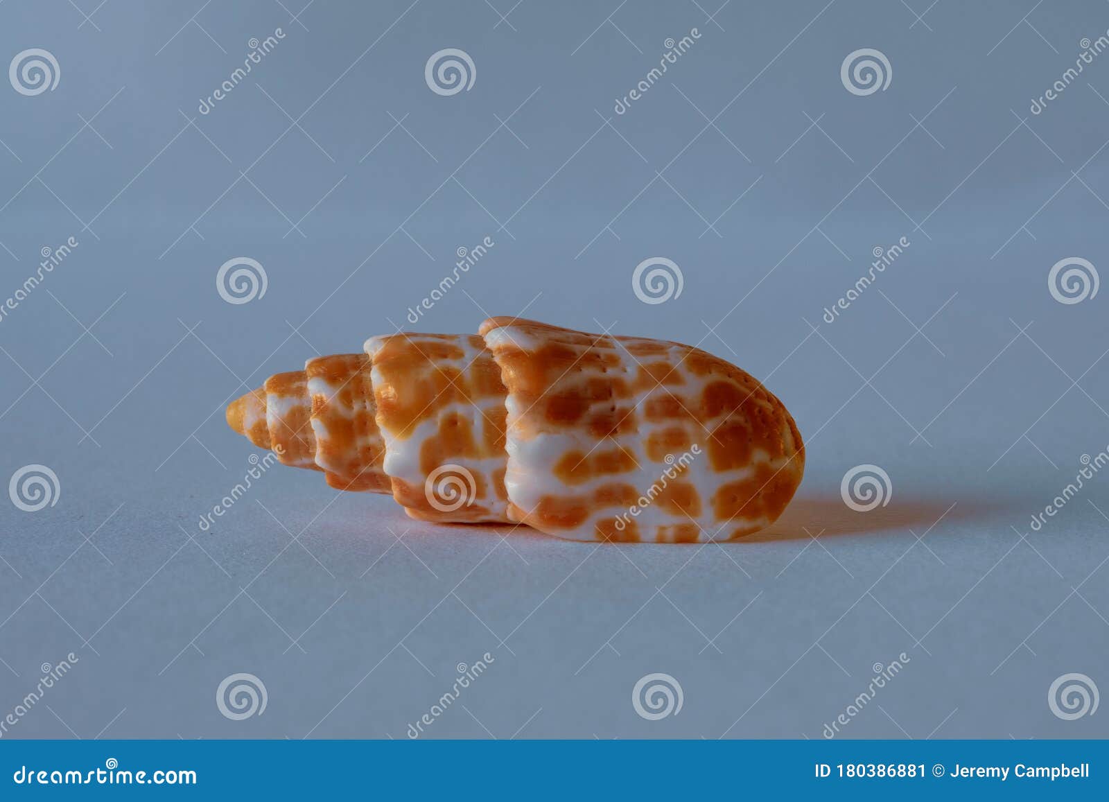 Miter Shell. Pontifical Miter Stock Image - Image of grand, diving ...