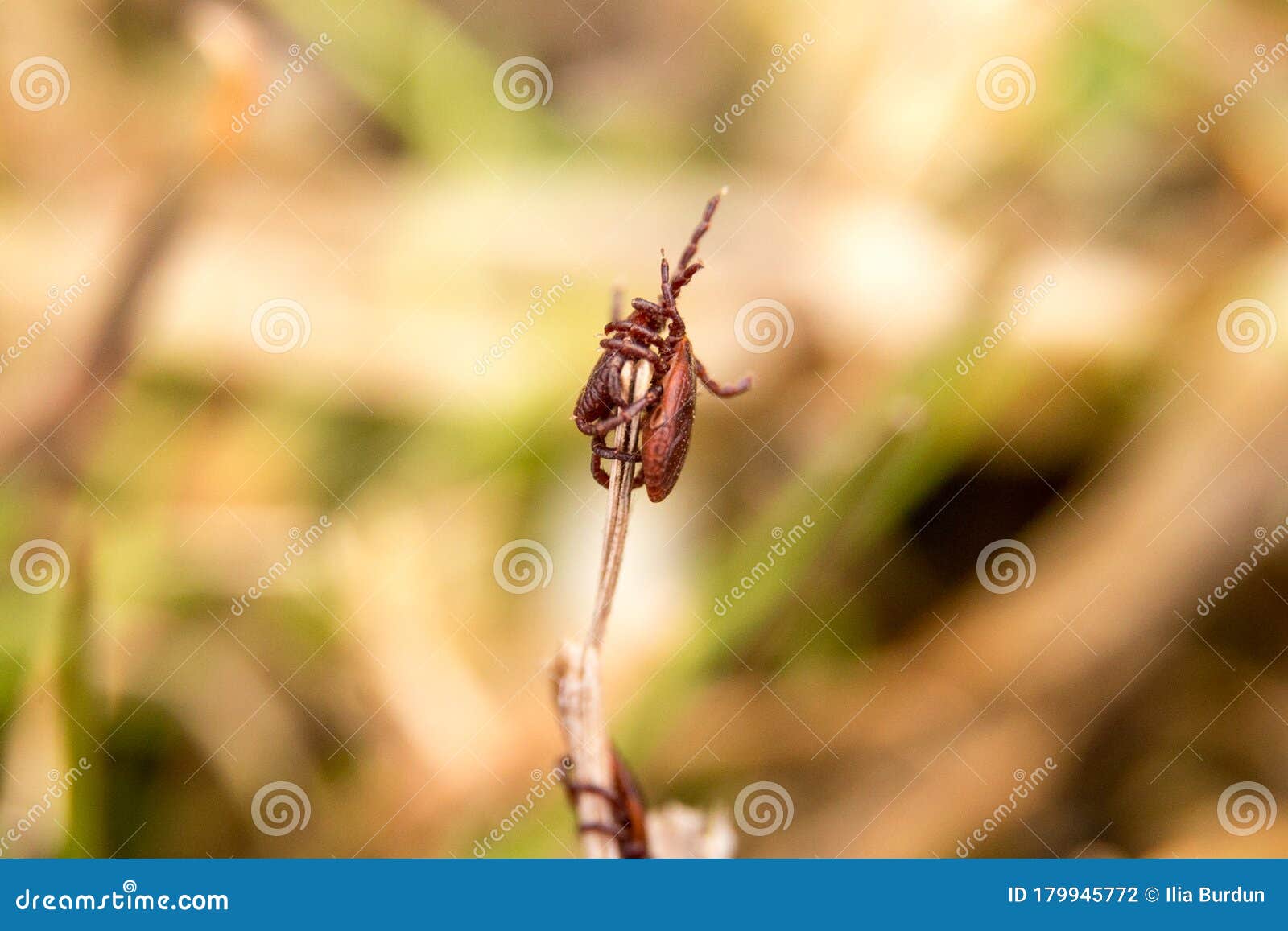 Mites in the Forest on Spring. Stock Photo - Image of skin, allergy ...