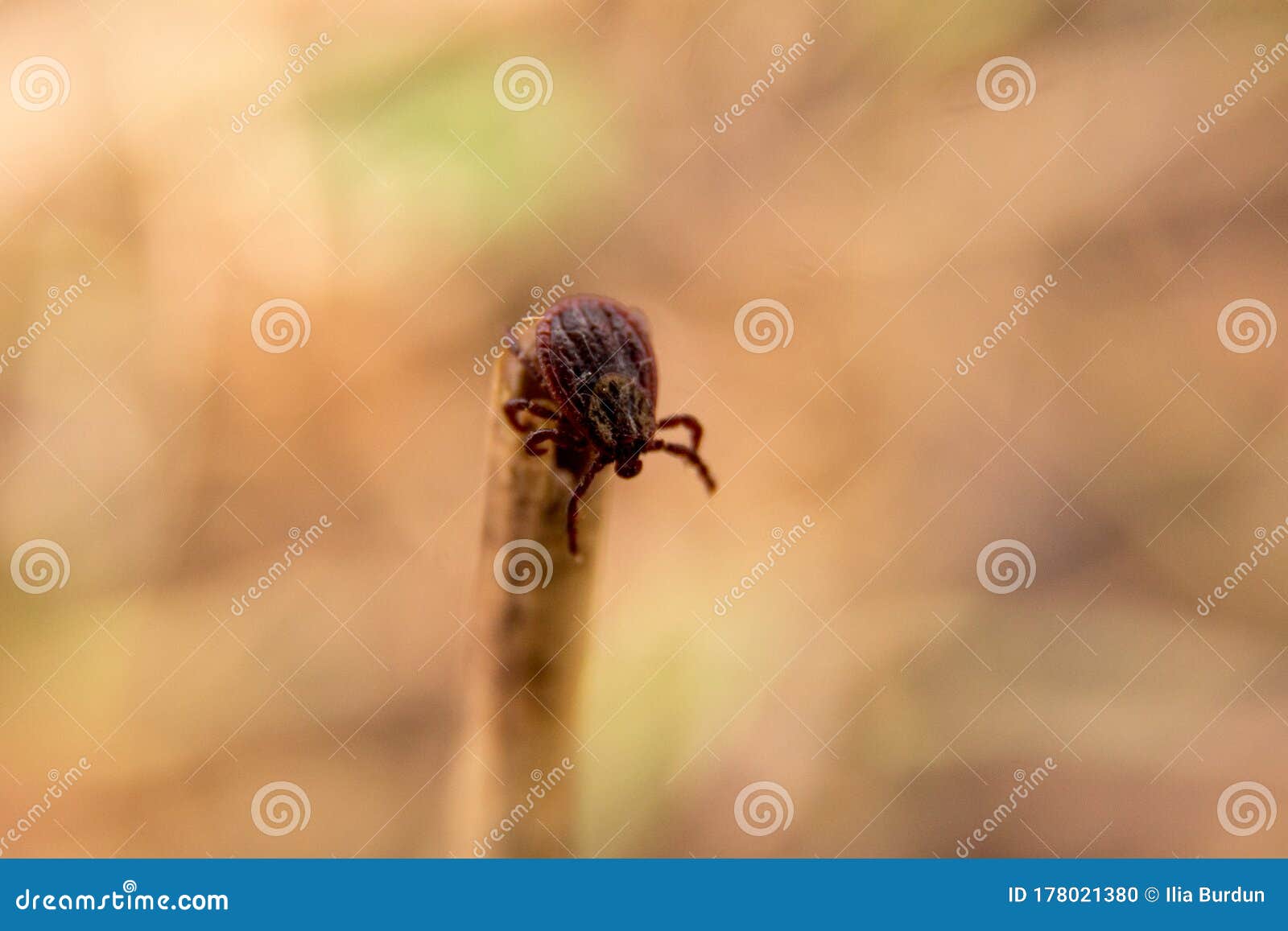 Mites in the Forest on Spring. Stock Photo - Image of forest, blood ...