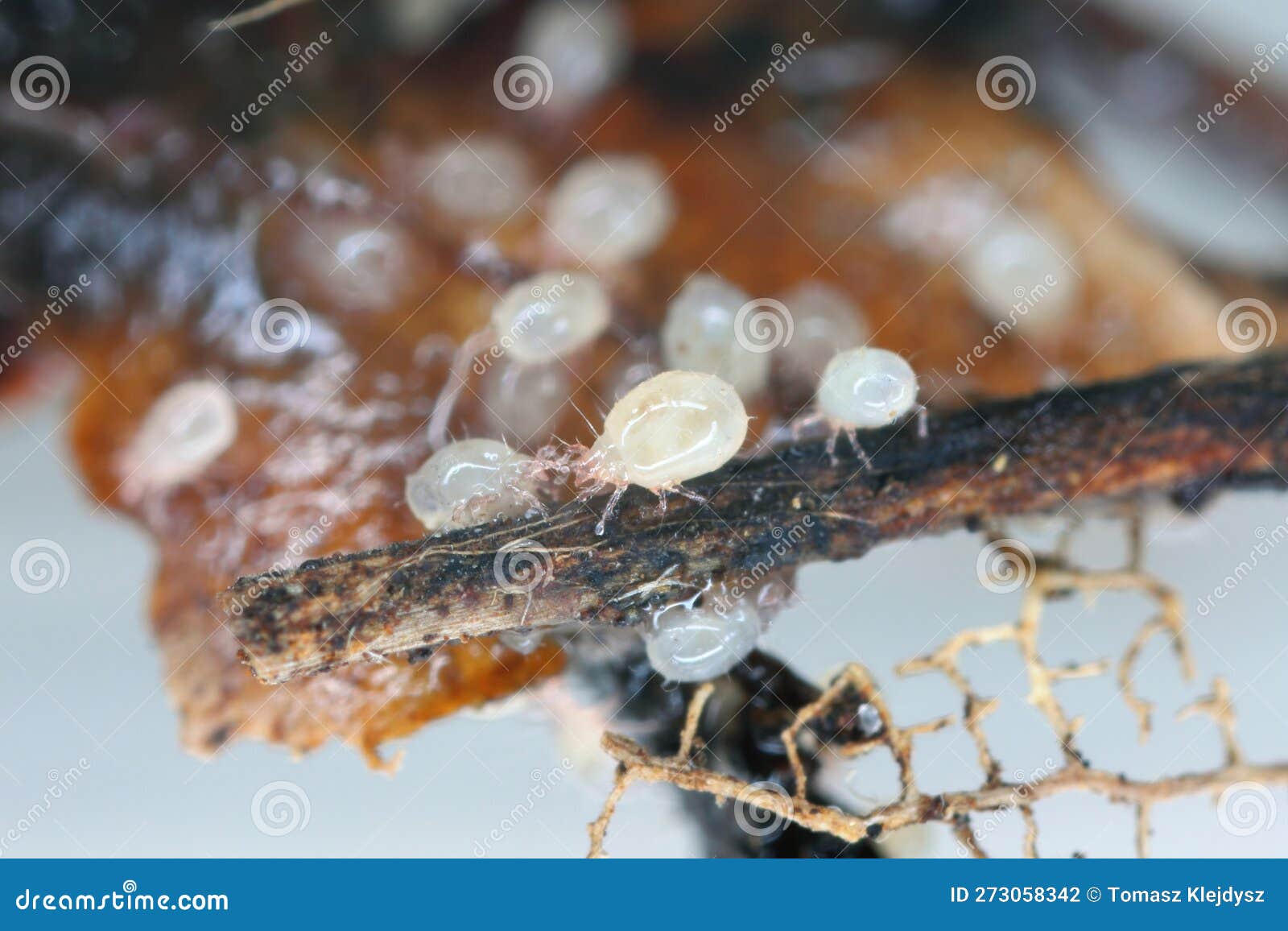 Acari Tick Dermacentor Marginatus Isolated On White Background. Dorsal ...