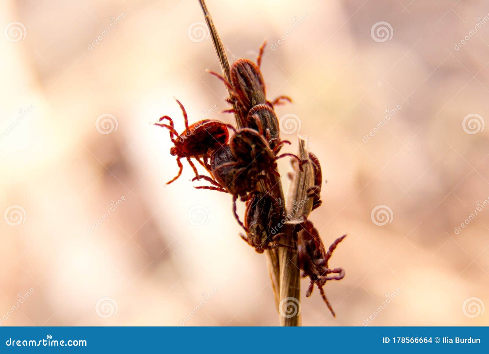 Mites on the Stick in the Begining of Spring. Stock Photo - Image of ...
