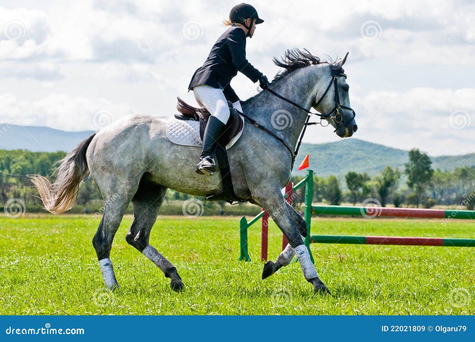 Mitfahrer Auf Erscheinen Springt Pferd Redaktionelles Stockbild - Bild ...