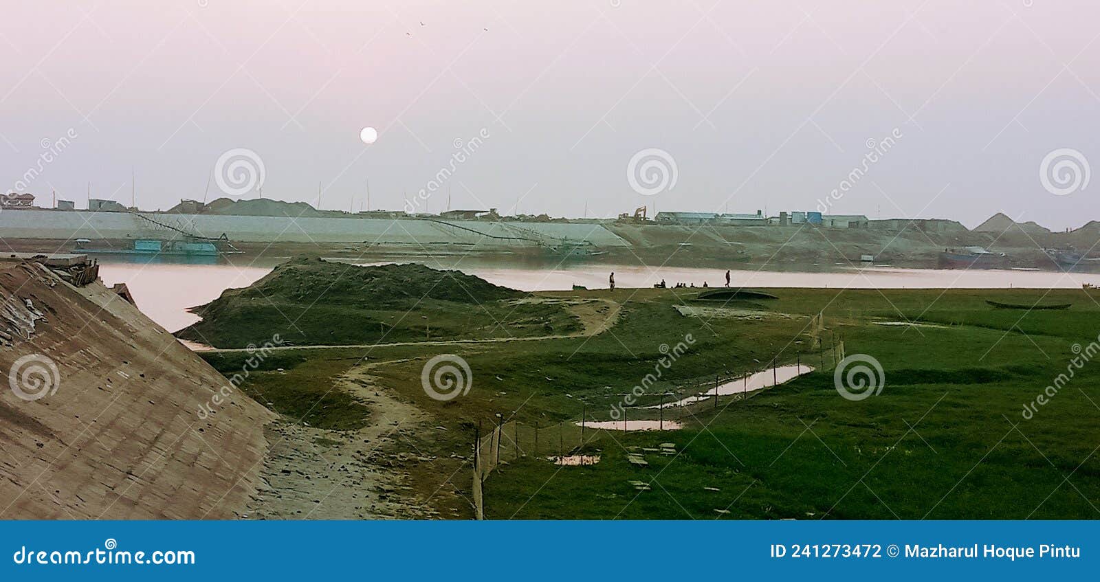 Row Of Many River Birch Trees Royalty-Free Stock Photo | CartoonDealer ...