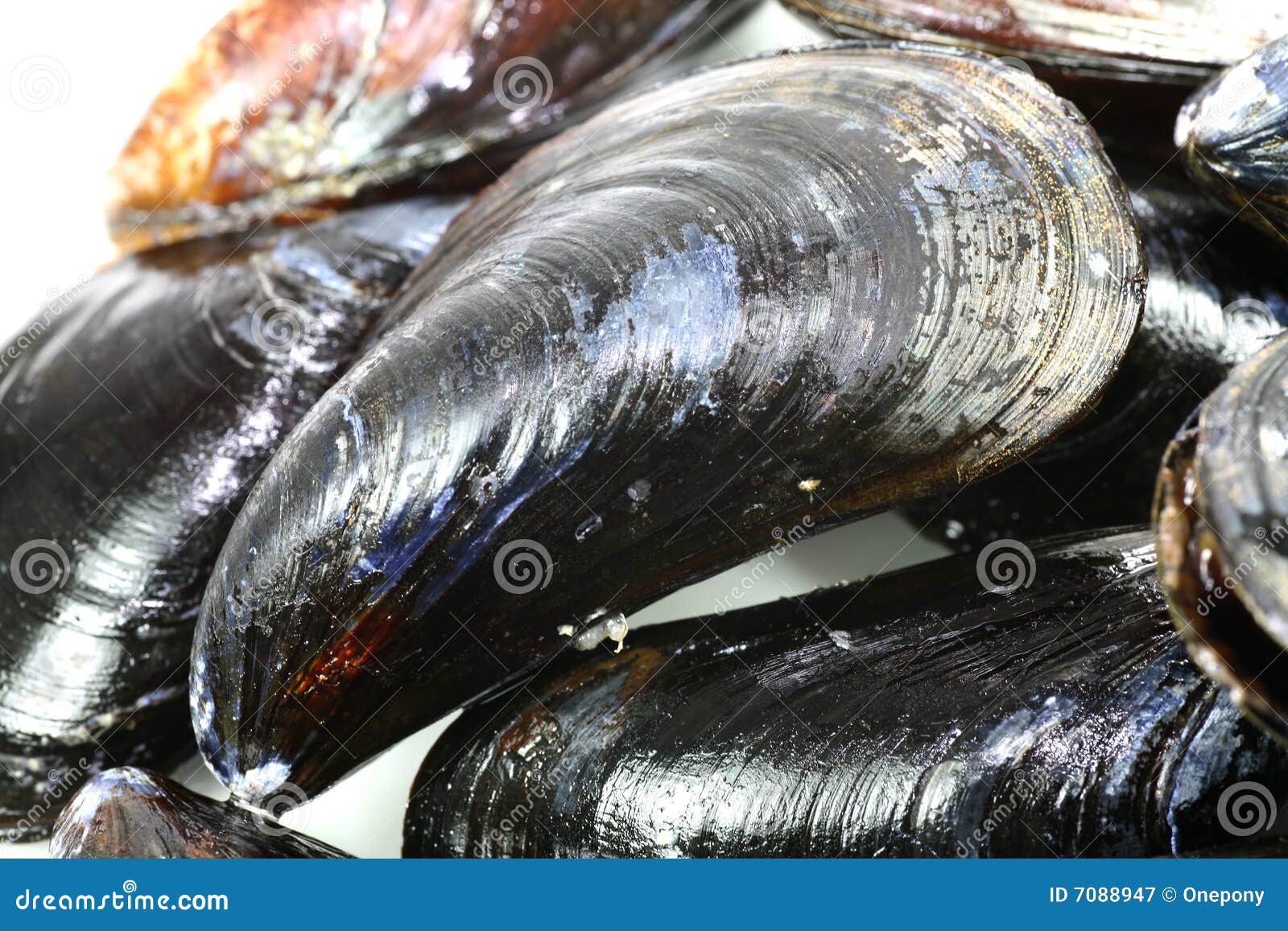Mitili crudi immagine stock. Immagine di cucina, fresco - 7088947