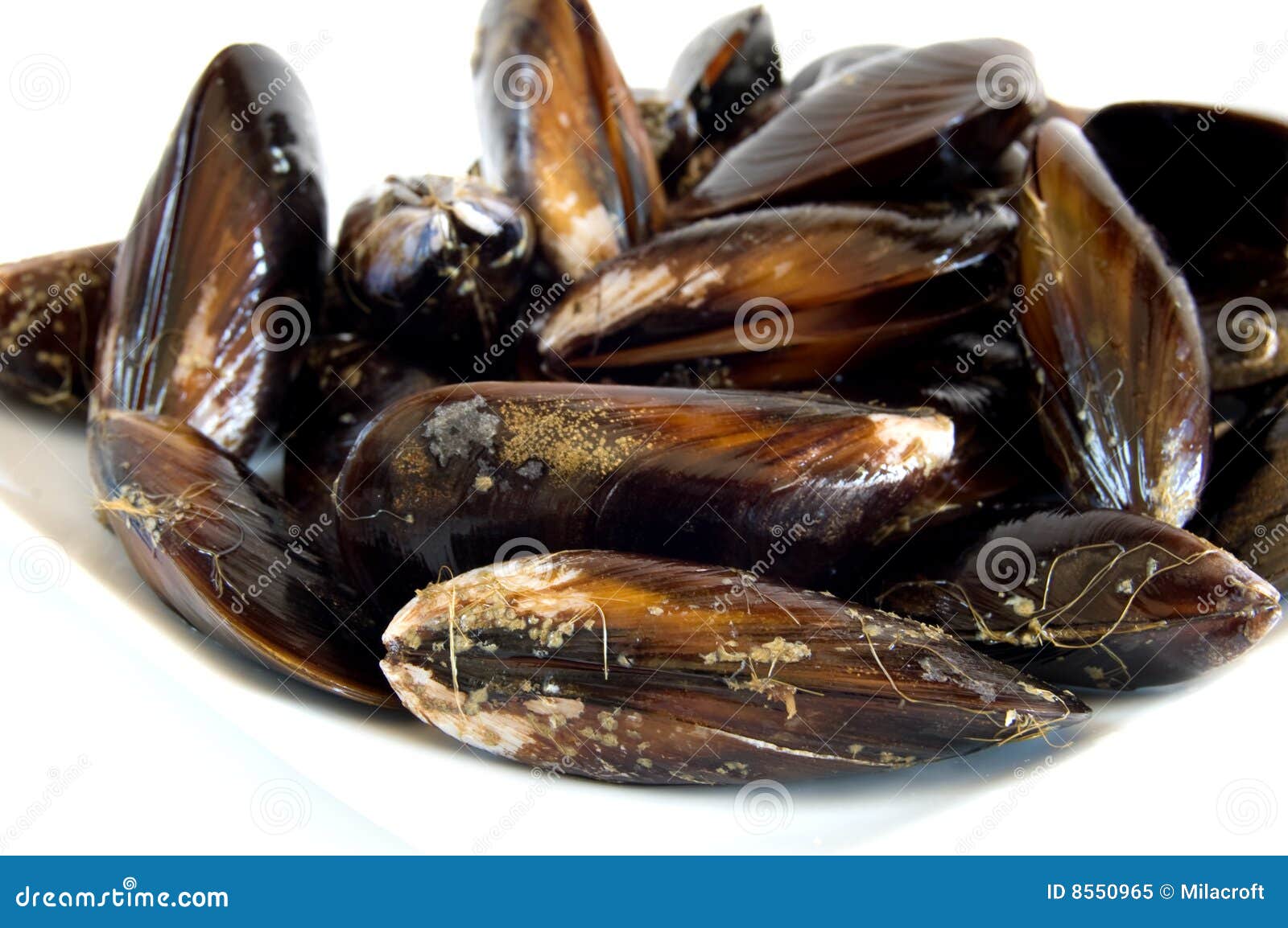 Mitili crudi immagine stock. Immagine di mucchio, gastronomia - 8550965