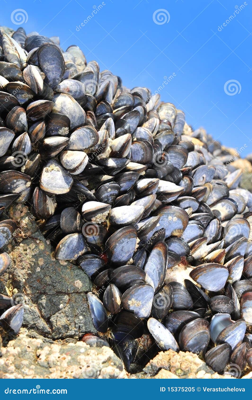 Mitili Eatable Su Una Roccia Immagine Stock - Immagine di colore ...