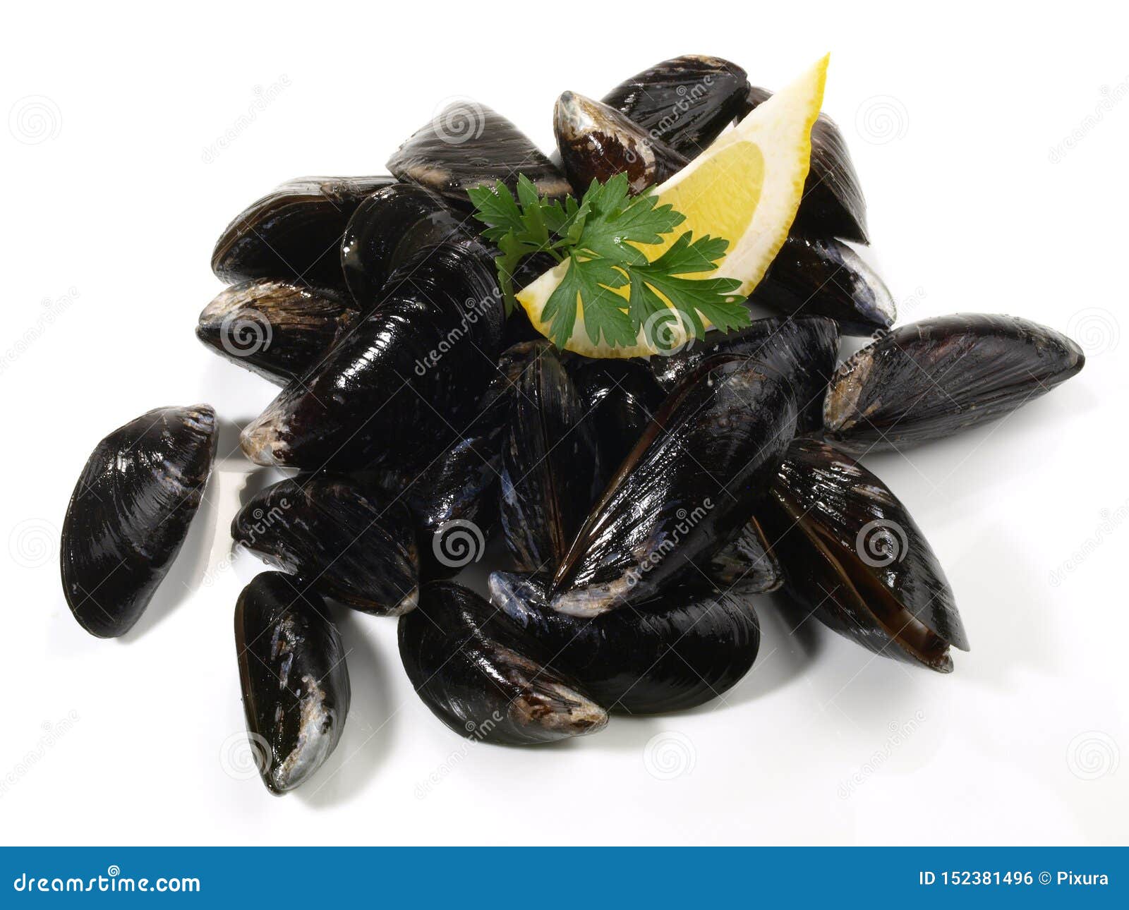 Mitilo Comune Crudo Su Bianco Fotografia Stock - Immagine di squisito ...