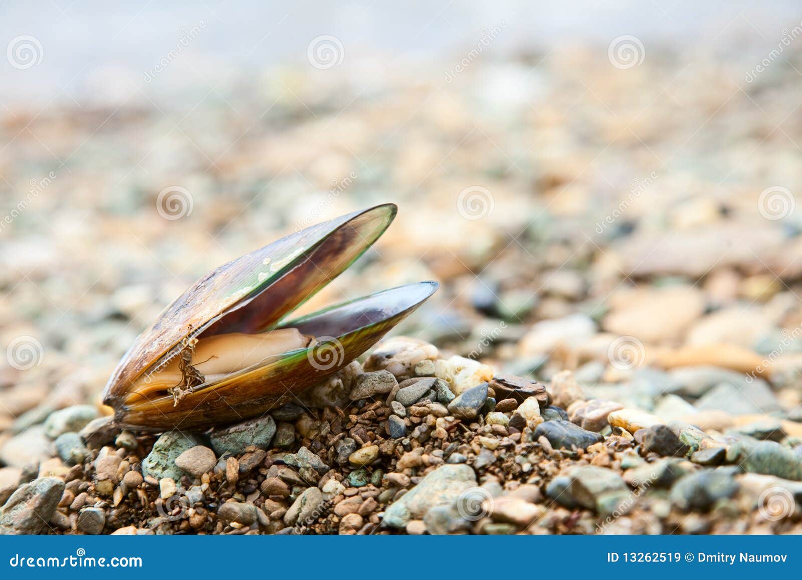Mitilo Di Greenshell Su Una Spiaggia Immagine Stock - Immagine di ...