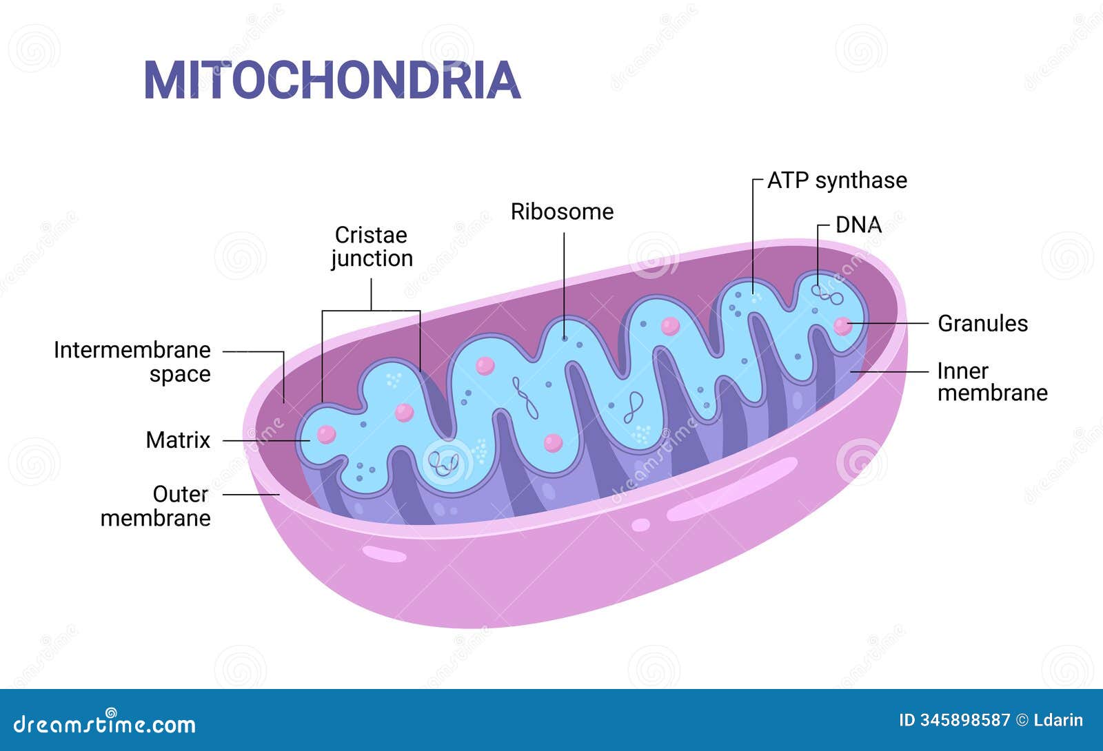 Vector Diagram of Mitochondria. Cross-section View. Stock Illustration ...