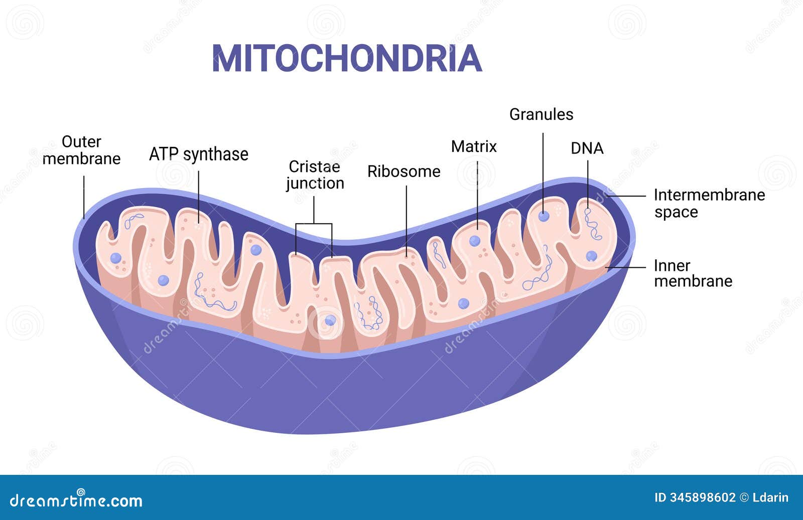 Vector Diagram of Mitochondria. Cross-section View. Stock Vector ...