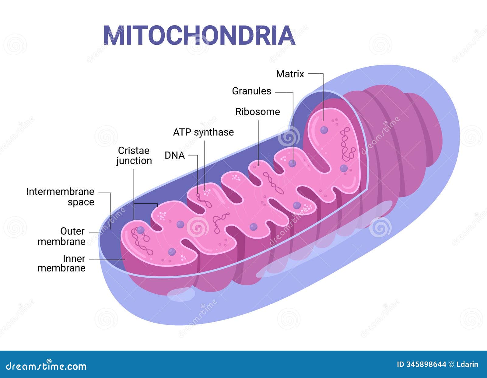 Vector Diagram Of Mitochondria. Cross-section View. Medical ...