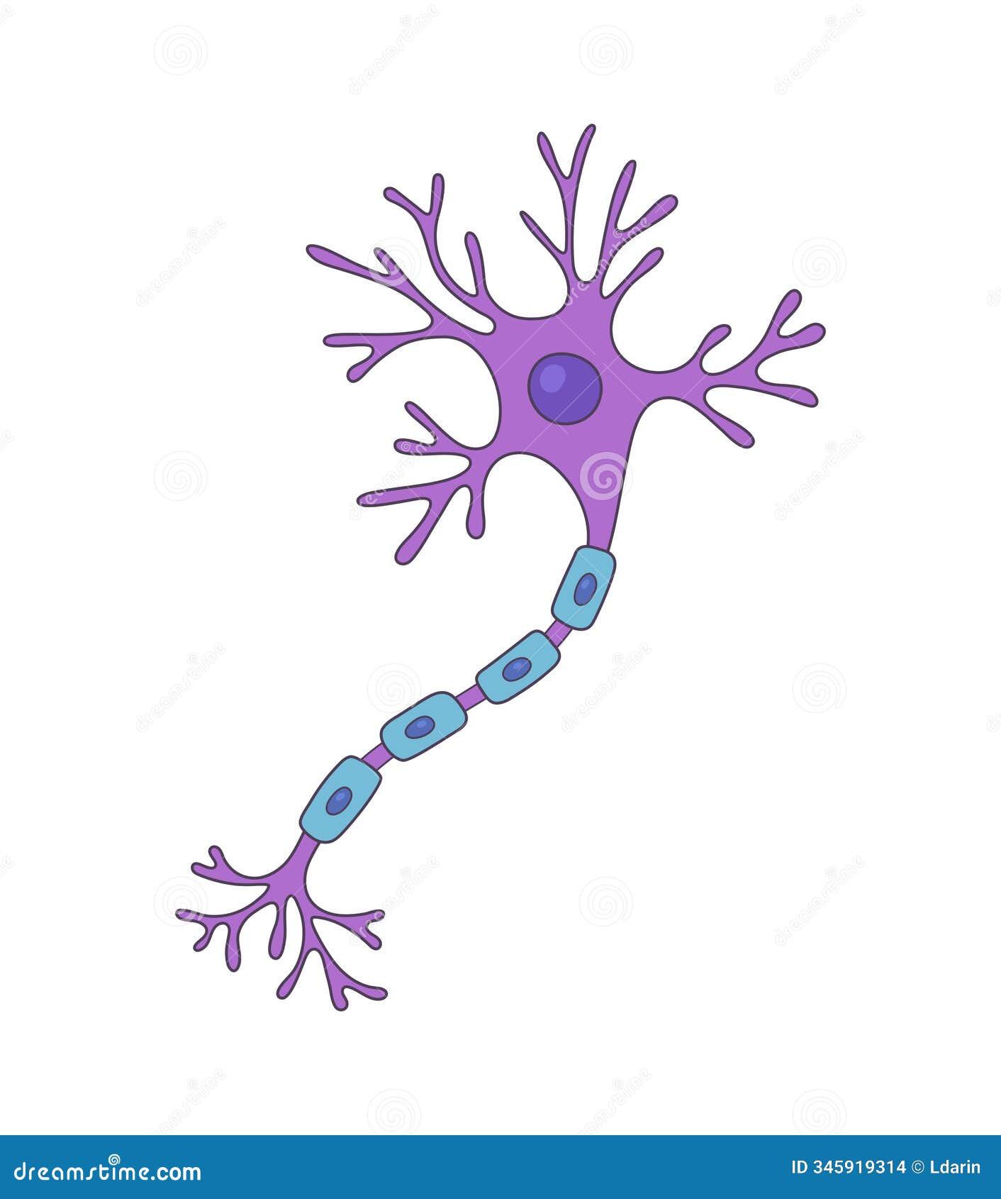 Vector Infographic of Neuron Anatomy. Stock Vector - Illustration of ...