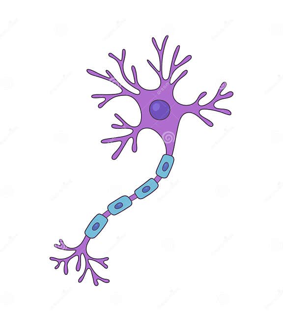 Vector Infographic of Neuron Anatomy. Stock Vector - Illustration of ...