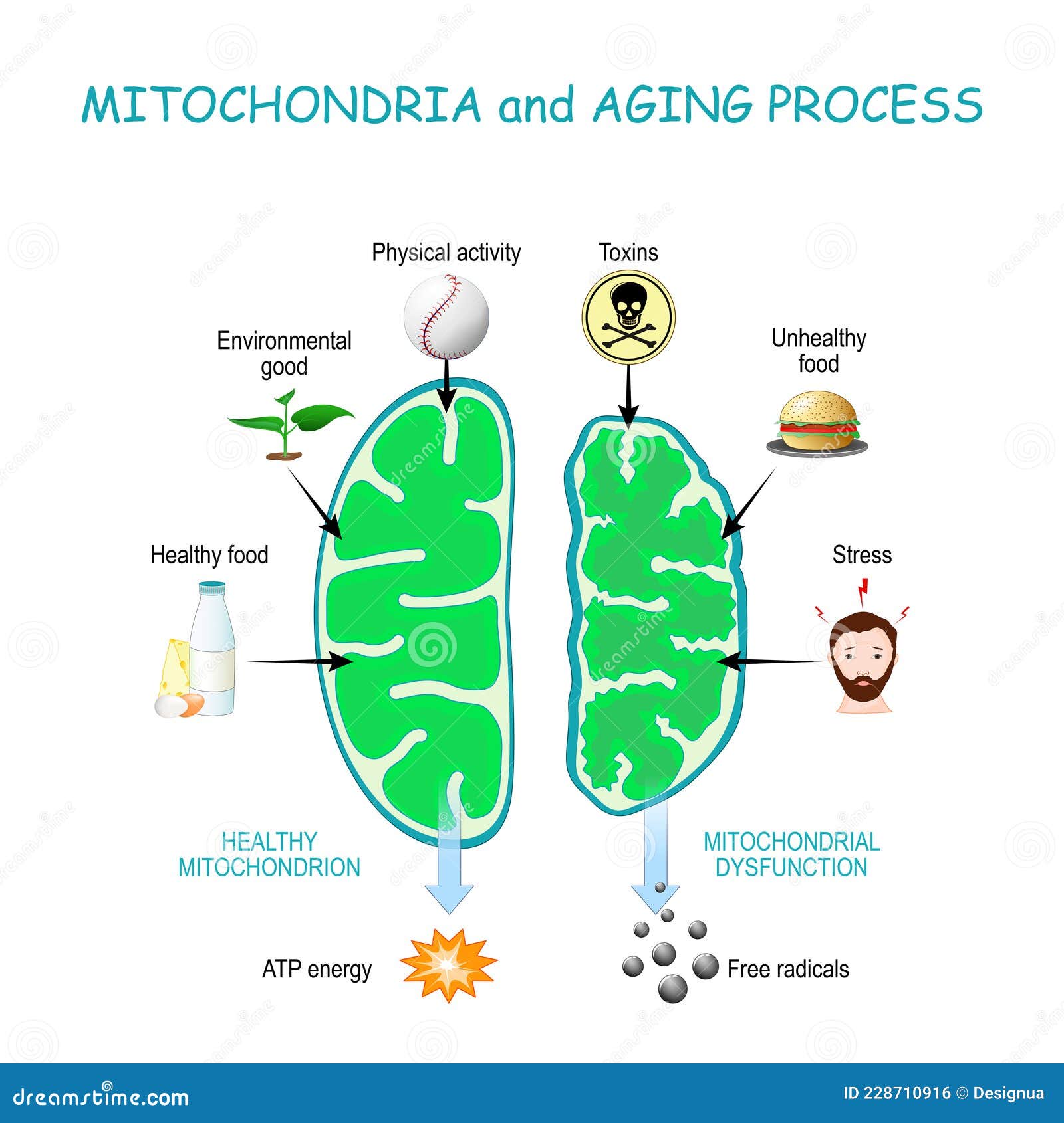 Mitochondria And Aging Process Stock Vector Illustration Of