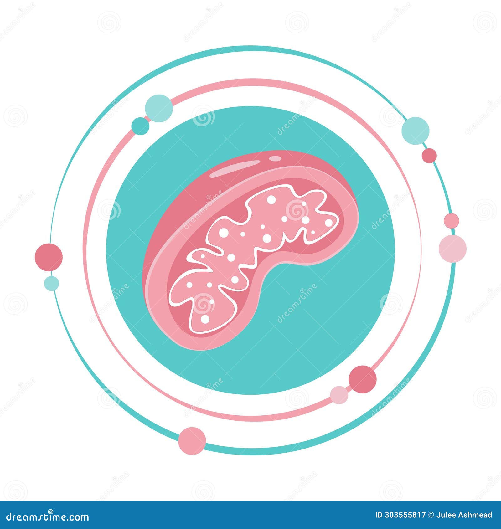 Isolated Science Vector Illustration Graphic Symbol of a Mitochondria ...
