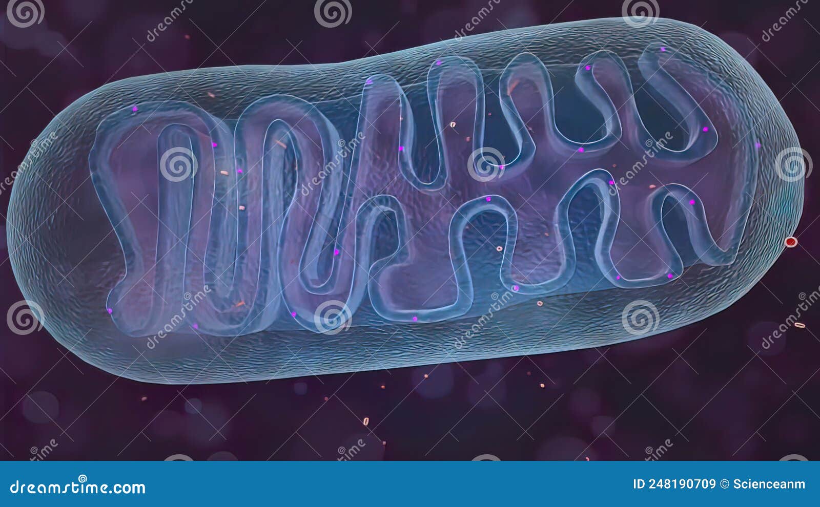 Cell Organelles Biological Vector Illustration Diagram | CartoonDealer ... Cell Organelles Biological Vector Illustration Diagram | CartoonDealer ...