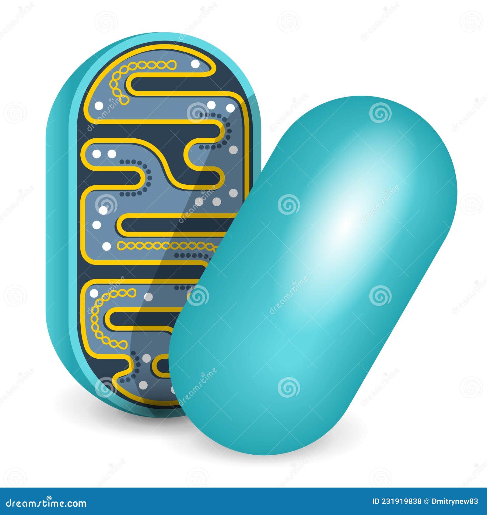 Mitochondria. Structure And Anatomy Of A Mitochondrion Vector ...