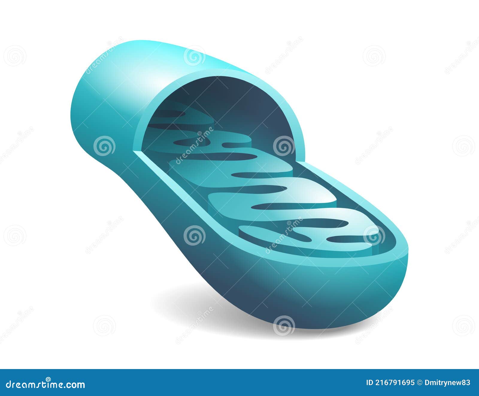 Mitochondria Slice Cut In Half Icon Vector Illustration | CartoonDealer ...