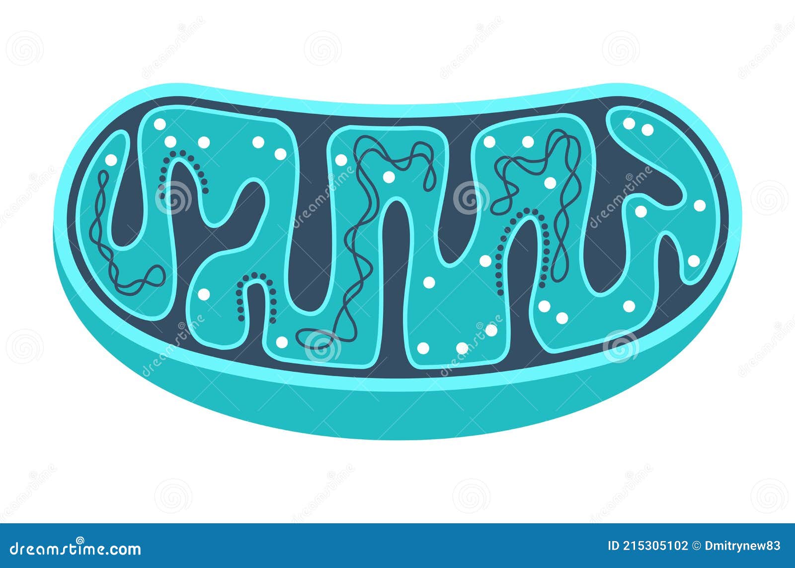 Mitochondria Slice Cut In Half Icon Vector Illustration | CartoonDealer ...