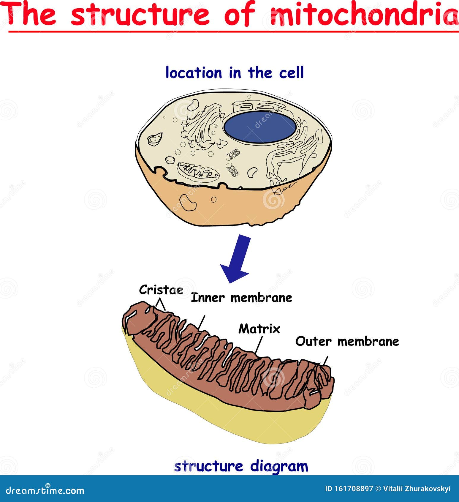 Mitochondrion Or Mitochondria