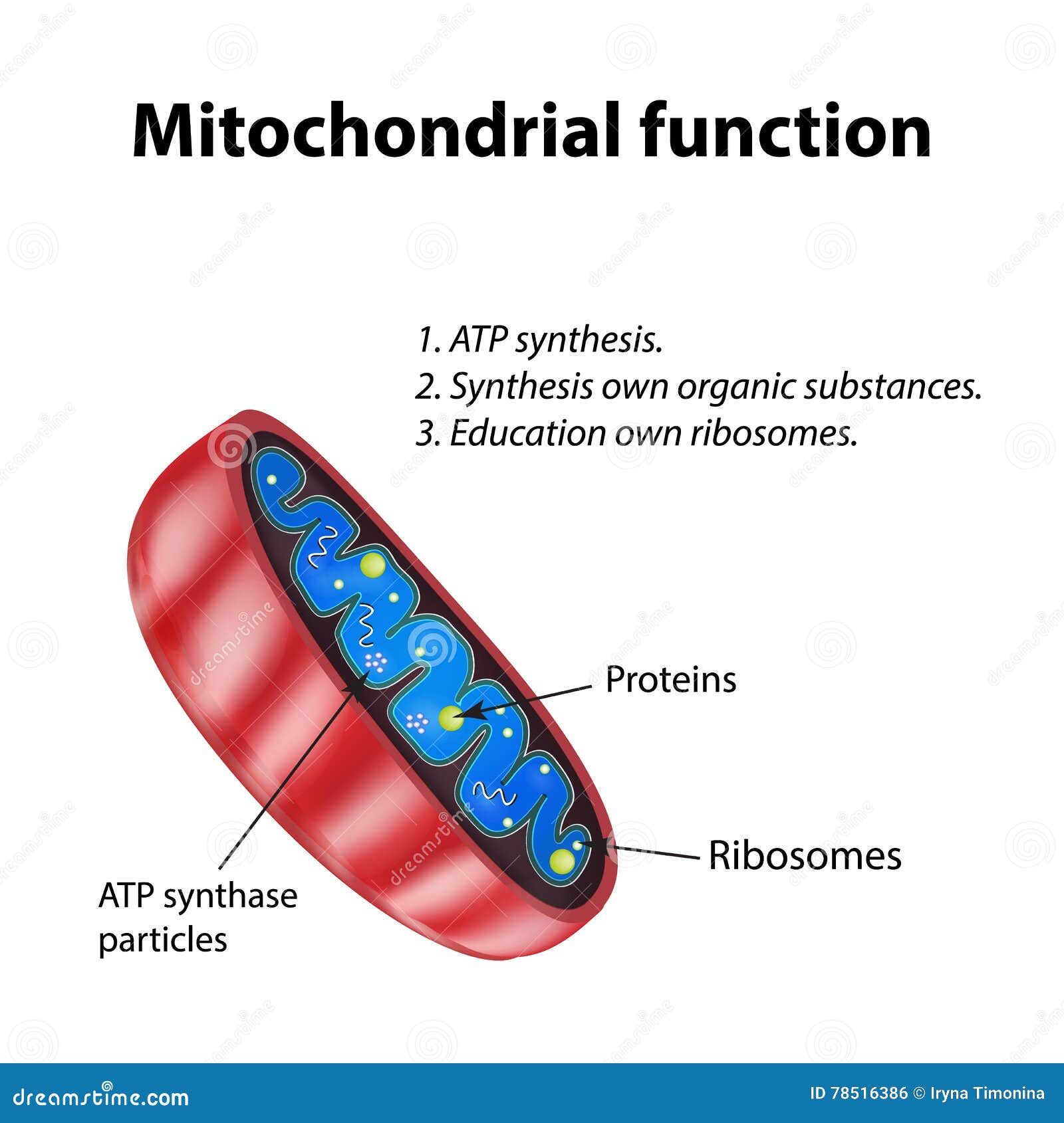 Mitochondria Structure. Mitochondrial Function Stock Vector ...