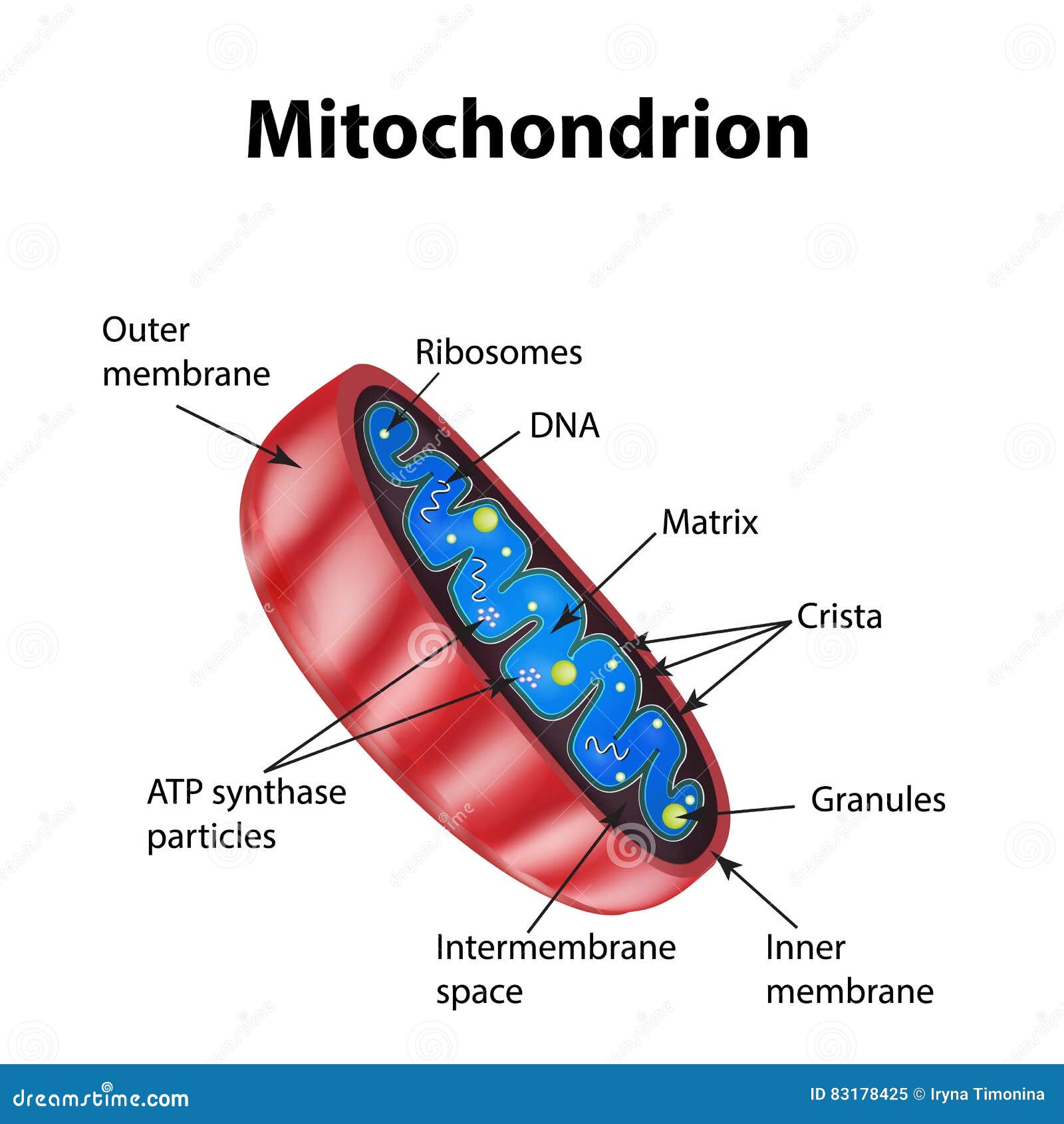 Mitochondria Structure. Vector Illustration on Isolated Background ... Mitochondria Structure. Vector Illustration on Isolated Background ...