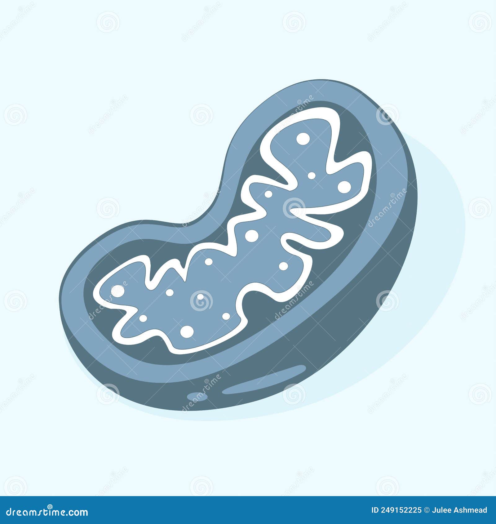 Mitochondria Vector Illustration Graphic, the Powerhouse of the Cell ...