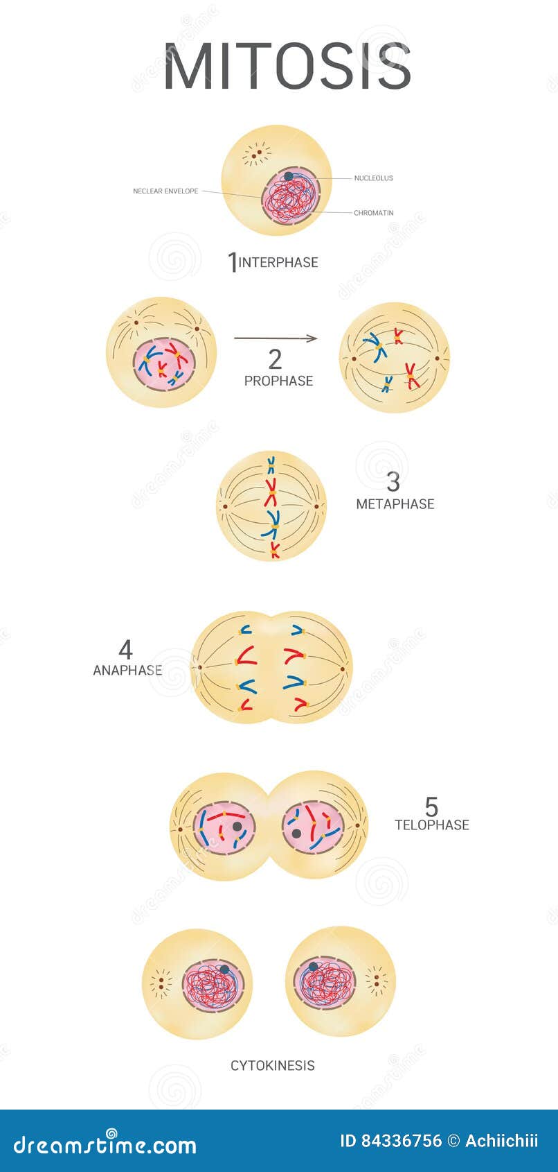 Mitose illustration de vecteur. Illustration du chromatine - 84336756