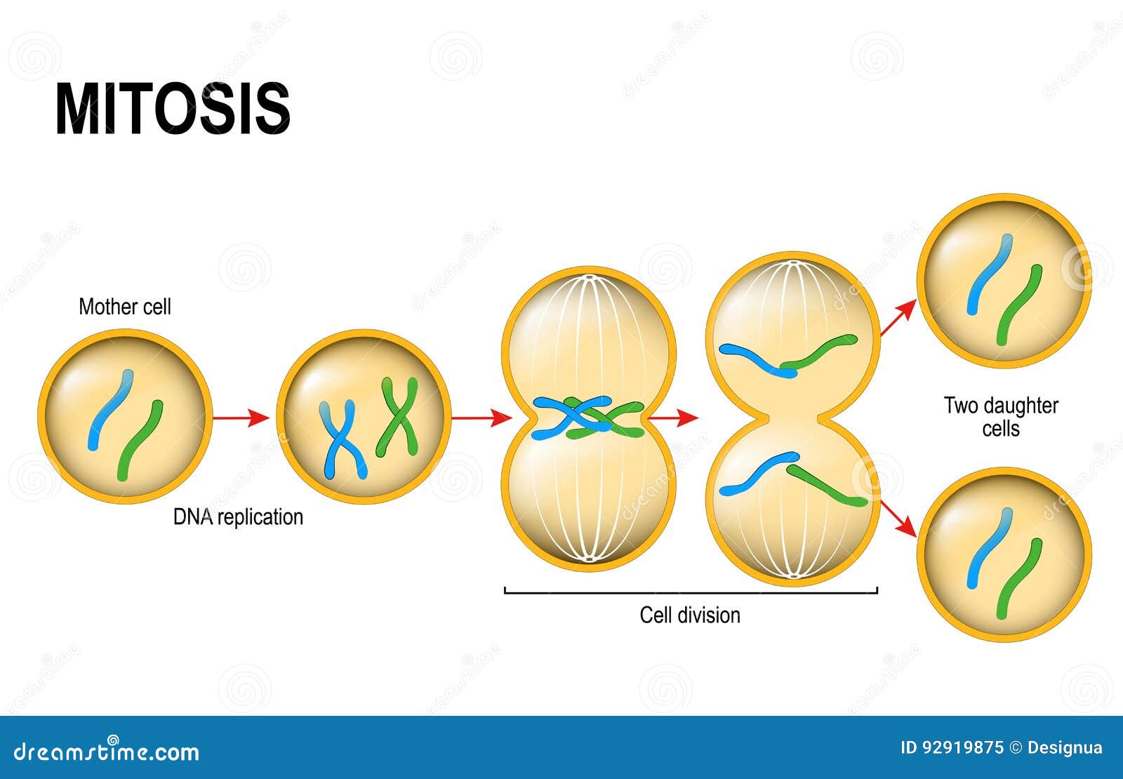 Mitose vector illustratie. Illustration of anatomie, membraan - 92919875
