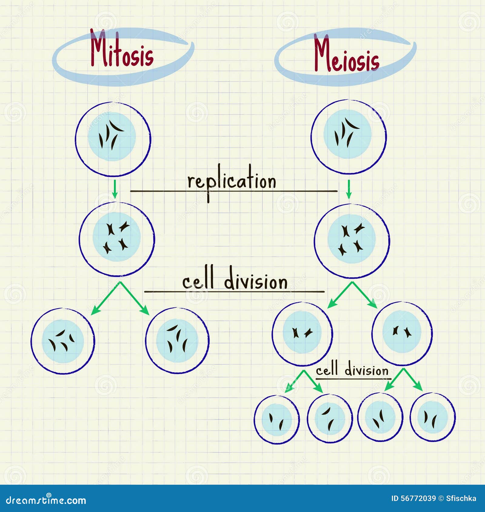 Mitose Et Méiose Illustration de Vecteur - Image: 56772039