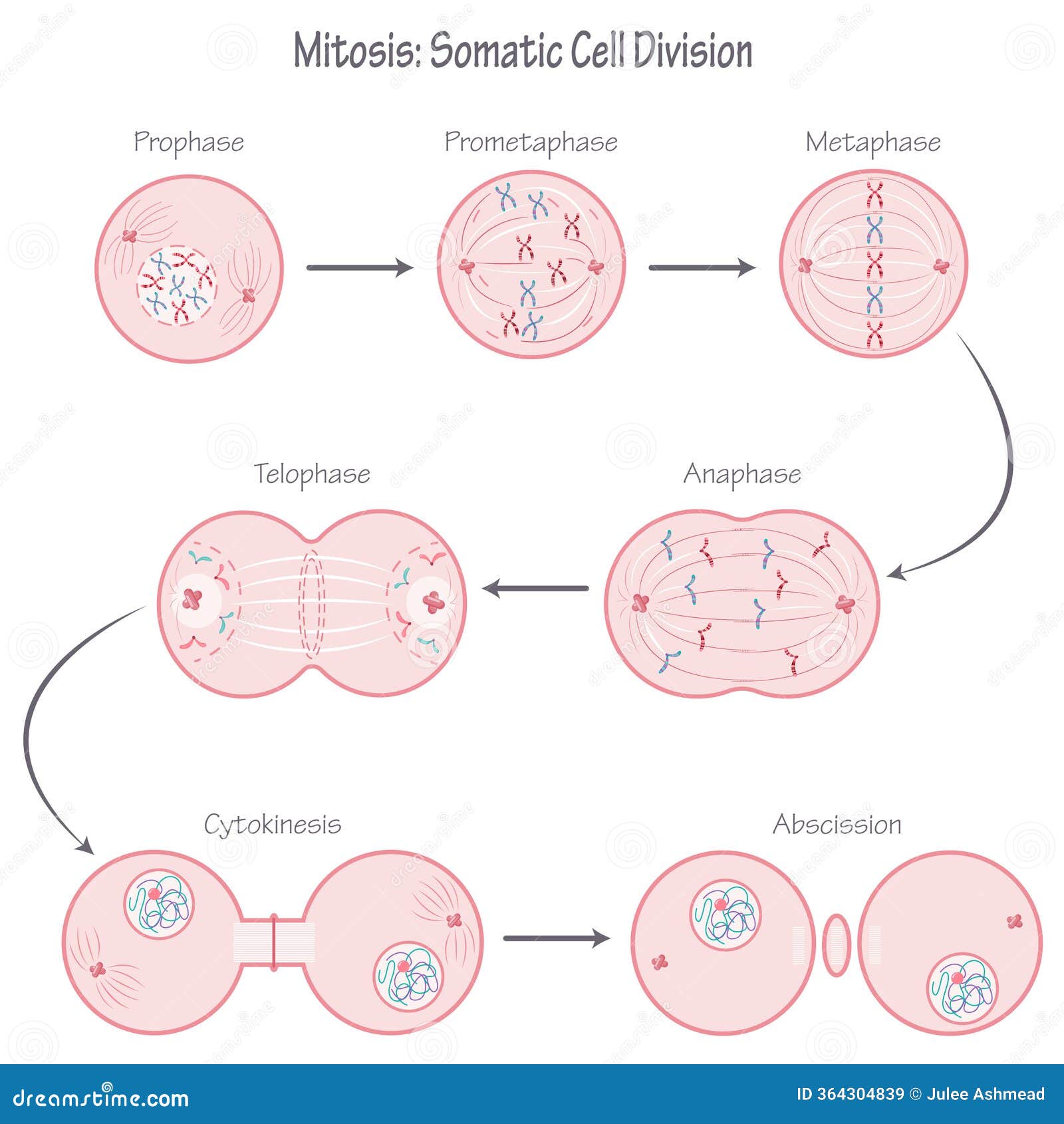Mitosis Phases Cartoon Vector | CartoonDealer.com #259722425