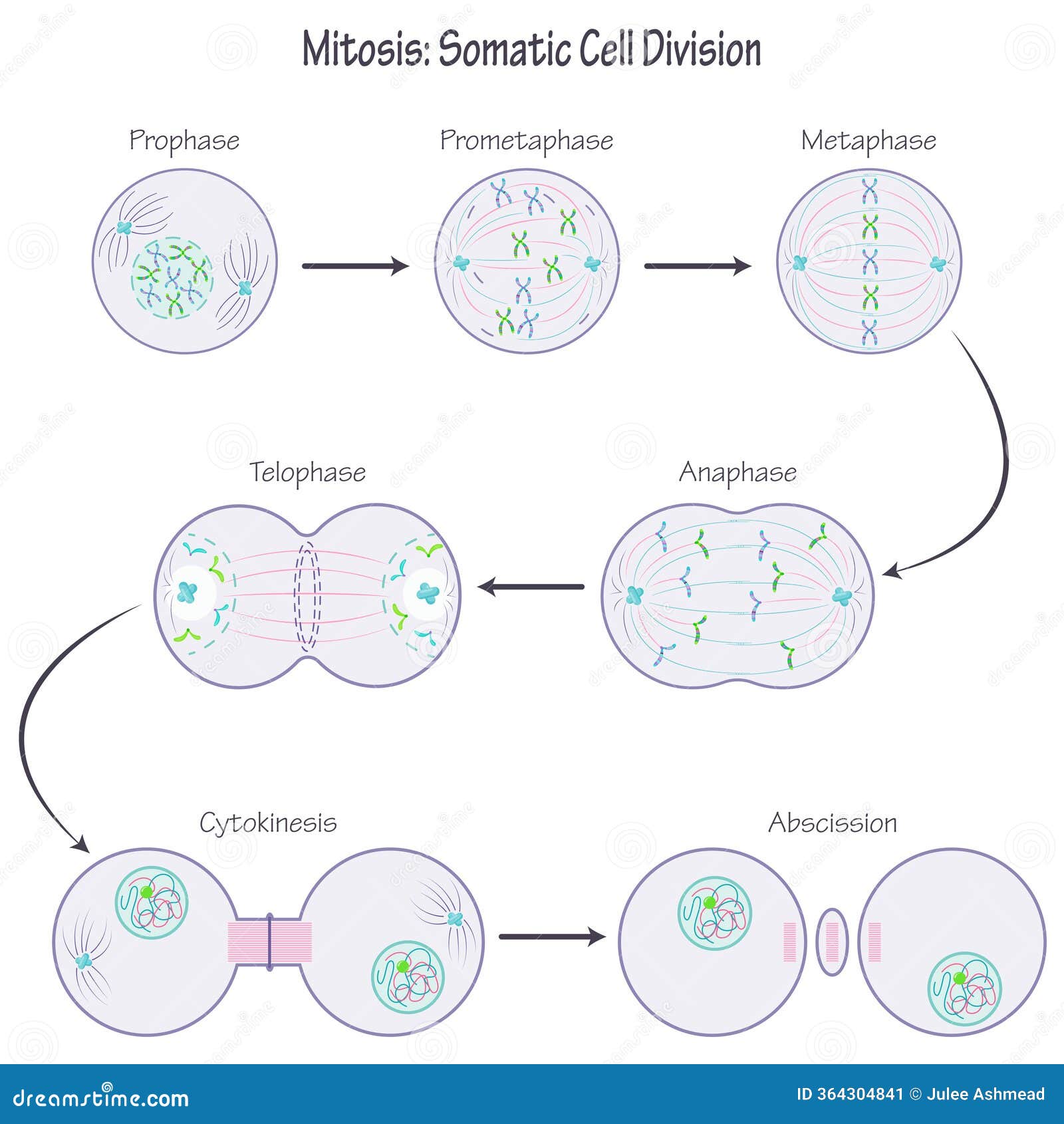 Mitosis Phases Cartoon Vector | CartoonDealer.com #259722425
