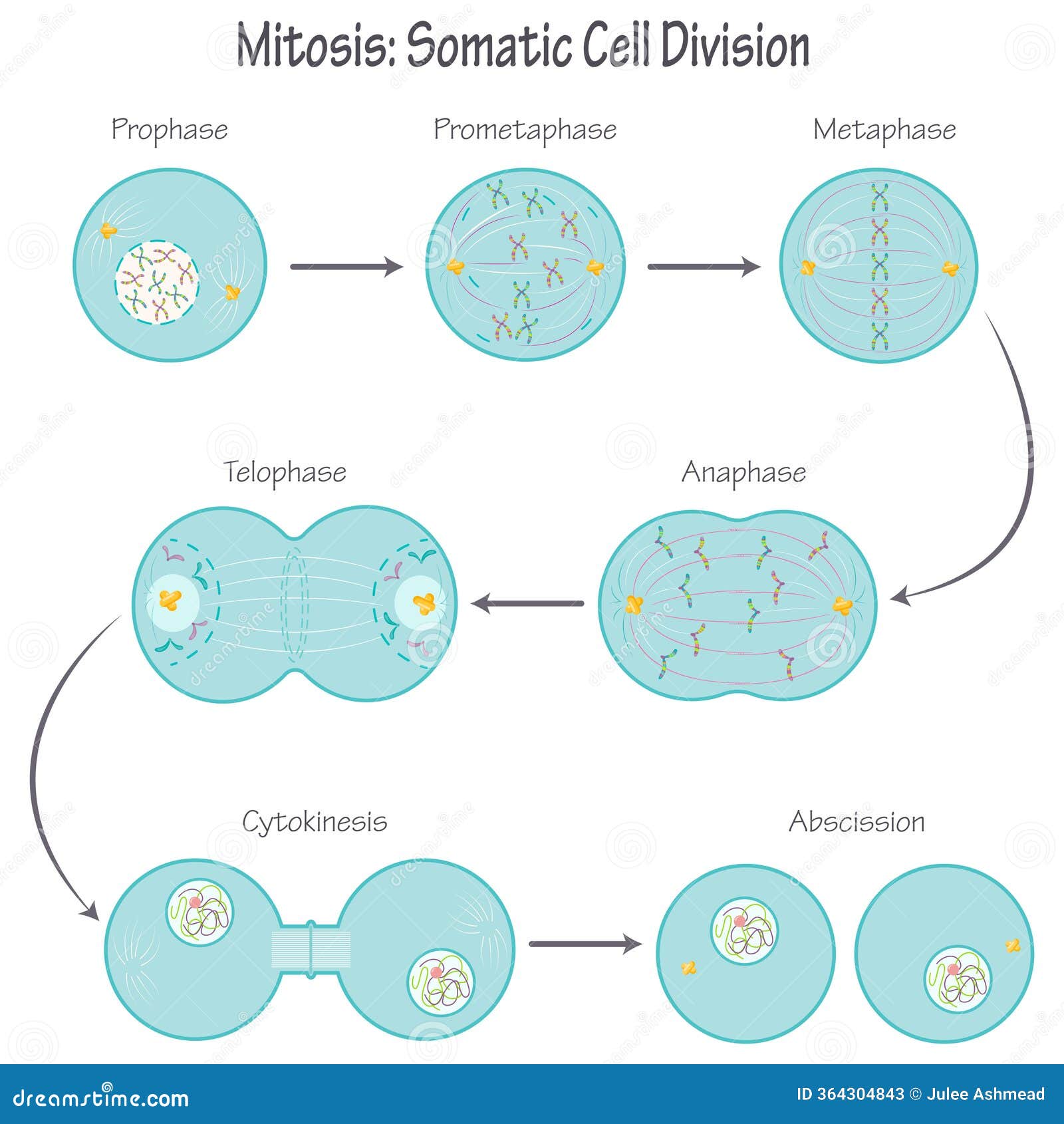 Mitosis Phases Cartoon Vector | CartoonDealer.com #259722425