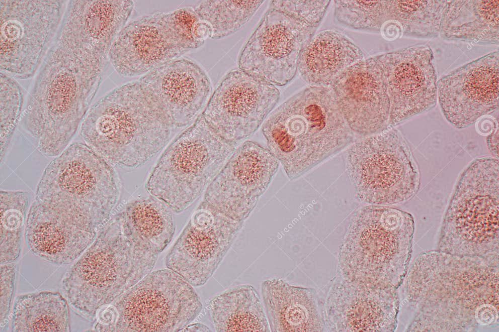 Mitosis Cell in the Root Tip of Onion Under a Microscope. Stock Image ...