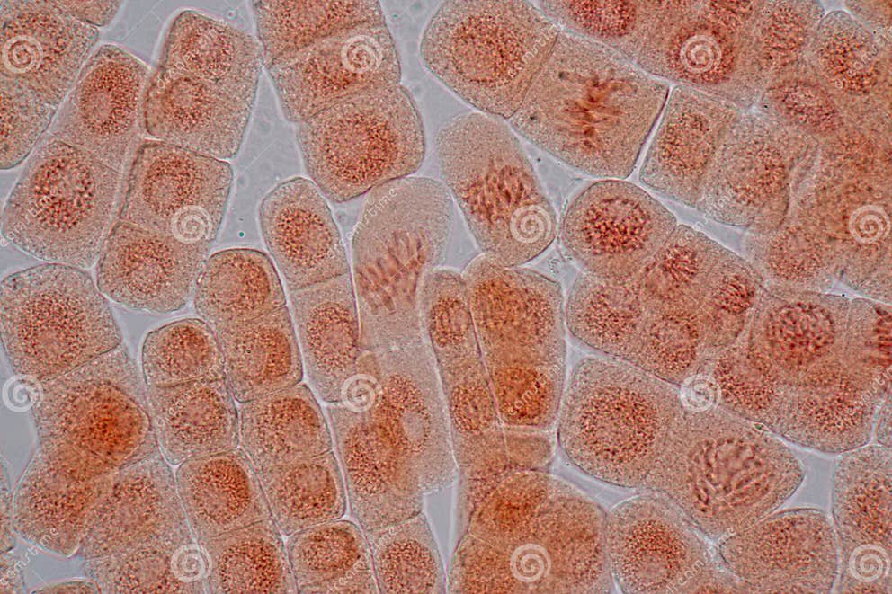 Mitosis Cell in the Root Tip of Onion Under a Microscope. Stock Image ...