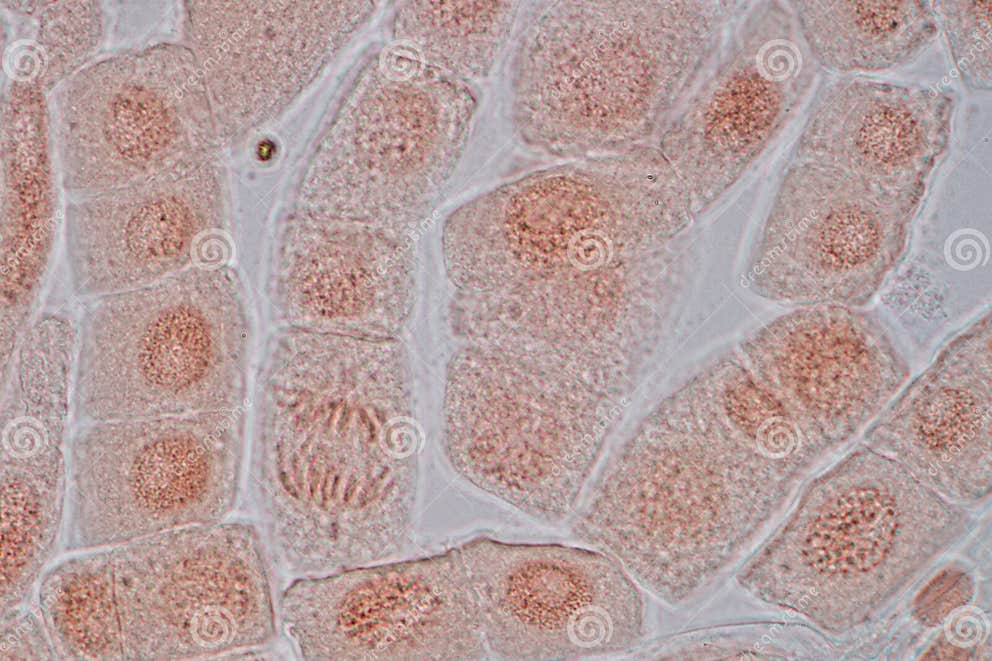 Mitosis Cell in the Root Tip of Onion Under a Microscope. Stock Image ...
